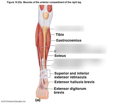 Diagram Of Anterior And Lateral Compartment Of Lower Leg O I A N Quizlet