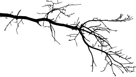 Tree Branch Silhouettes Png Transparent Onlygfx