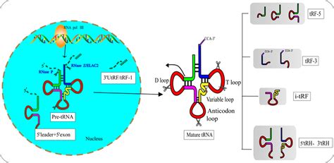 Biogenesis And Classification Of TRNA Derived Fragments TRFs