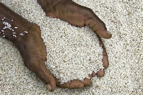 IMF Encourages India To Lift Ban On Rice Exports