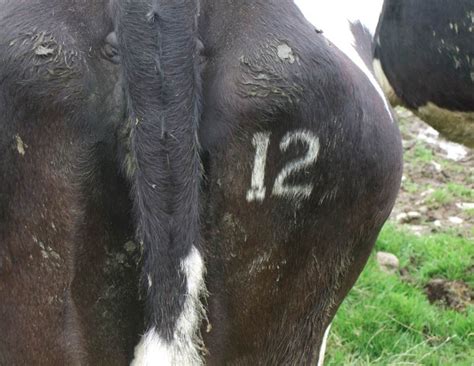 Freeze Branding Cow Branding FRS Farm Relief Services