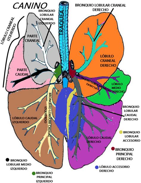 Pulmones Canino Farmacologia Veterinaria Anatomia Veterinaria