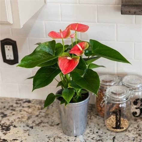27 Best Flowering Houseplants Indoor Plants That Bloom