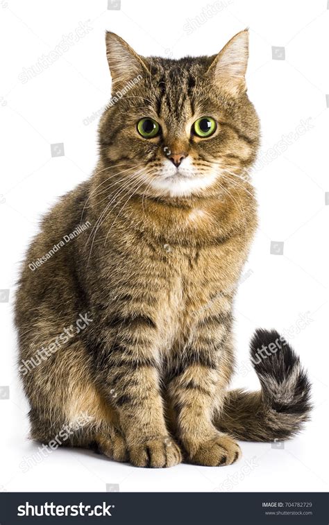 153 928 Brown Tabby Stock Photos Images Photography Shutterstock