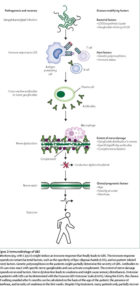 Figure From Clinical Features Pathogenesis And Treatment Of
