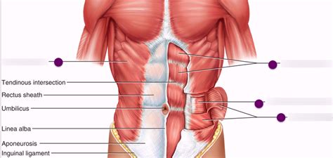 Muscles Of The Abdominal Wall Diagram Quizlet