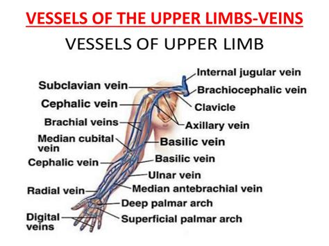SOLUTION Blood Supply Veinous And Lymphatic Drainage Of The Upper Limb