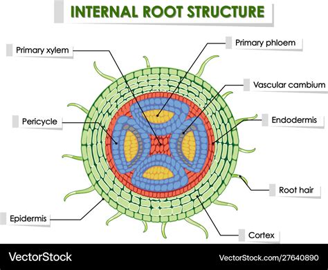 Root Monocot And Dicot Stems Stock Vector Illustration Of 53 OFF