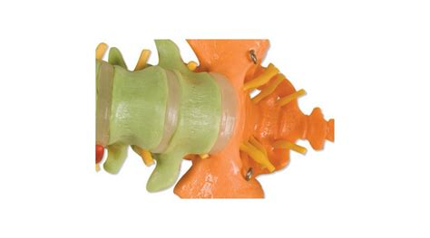 Didactic Flexible Spine Model Instruments Direct