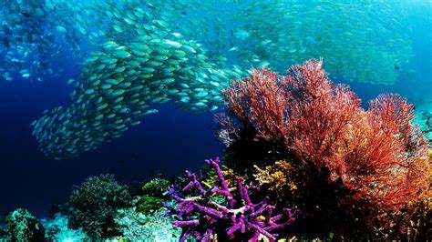 Fondos De Pantalla Mar Pescado Submarino Arrecife De Coral