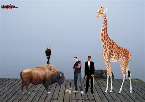 Tallest Giraffe In The World