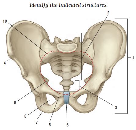 Pelvis And Perineum Flashcards Quizlet