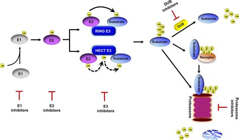 Frontiers More Than Just Cleaning Ubiquitin Mediated Proteolysis In