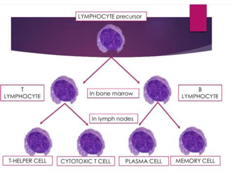 VTEC 435 The Adaptive Immune Response Flashcards Quizlet