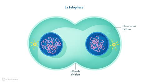 La Division Cellulaire Chez Les Eucaryotes Cours De 1ere SVT