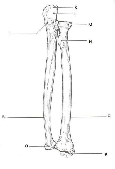 Unlabeled Radius And Ulna