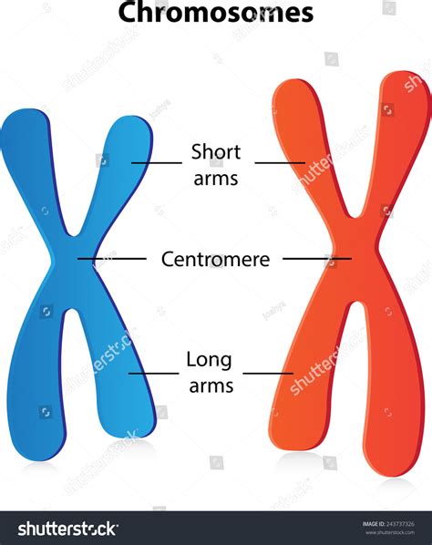 Diagram Of Chromosome With Label
