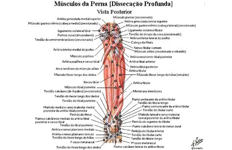 Músculos da perna Anatomia papel e caneta