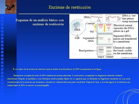 Captulo Marcadores De Determinacin Directa Tcnicas Extraccin