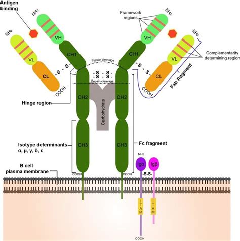 B Cell Receptor Structure