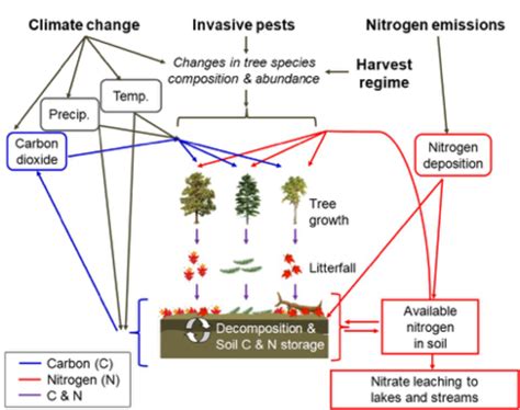 modeling northeastern forest ecosystems