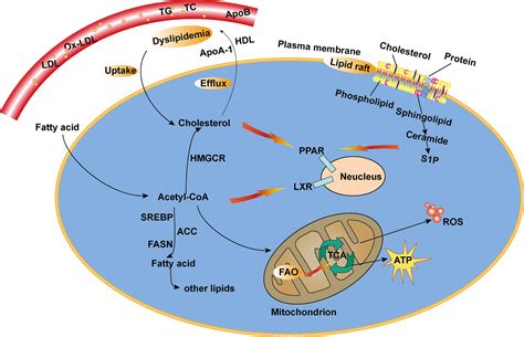 8 Unbelievable Facts About Lipid Metabolism Facts Net