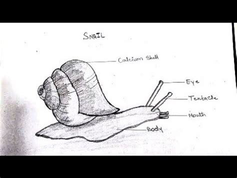 How To Draw A Snail Snail Diagram Step By Step Easy Drawing