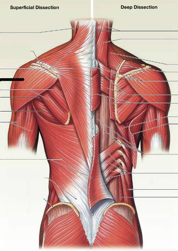 Bio Superficial And Deep Muscles Of The Neck Shoulder And Back