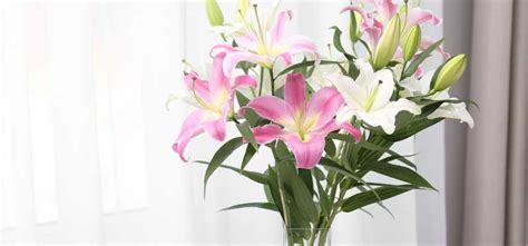 10 conseils pour réussir les Lys Promesse de Fleurs