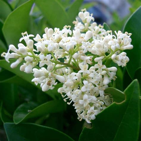 Ligustrum japonicum Texanum Troène du Texas à feuilles vert vif