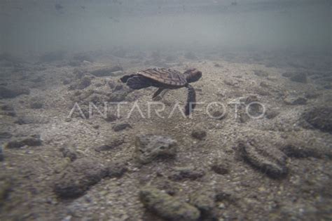 PELESTARIAN PENYU SISIK DI PULAU SABIRA ANTARA Foto