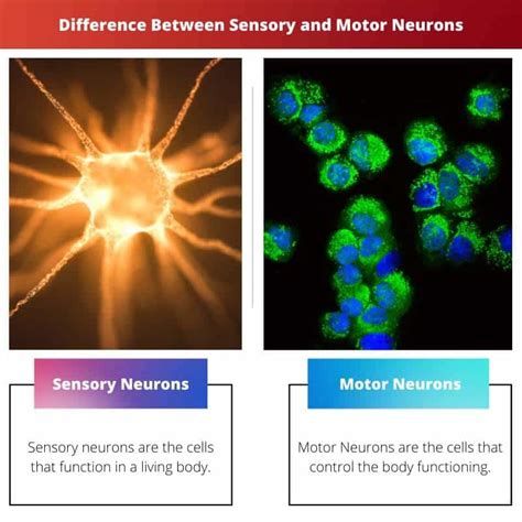 Sensory Vs Motor Neurons Difference And Comparison