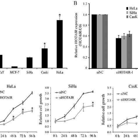 Knockdown Of HOTAIR Inhibits The Cell Proliferation Of Cervical Cancer