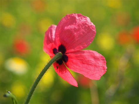 Majs Vallmo Blomma Gratis foto på Pixabay Pixabay