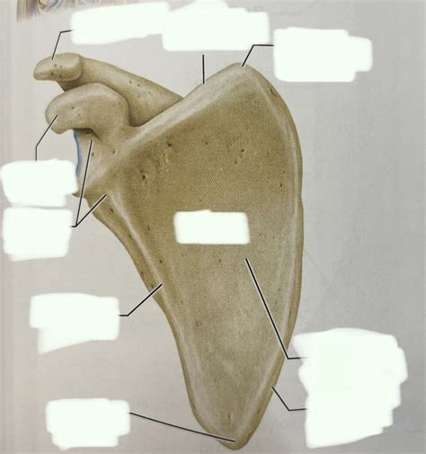Right Scapula Anterior View Diagram Quizlet