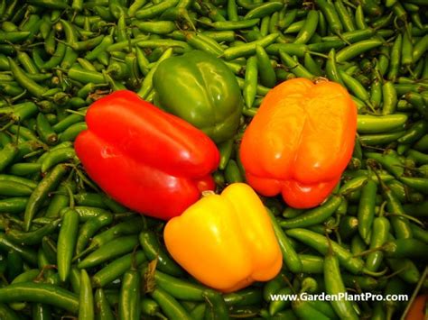 How To Grow Sweet Bell Peppers Capsicum At Home