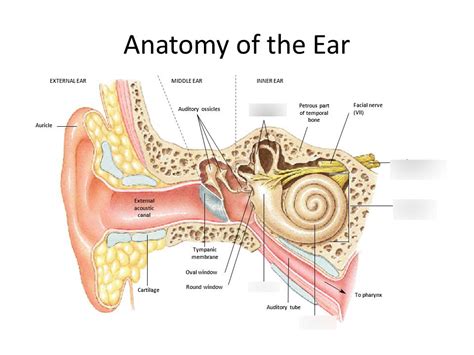 Inner Ear Diagram Quizlet