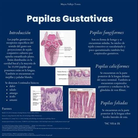 Papilas Gustativas Mayra Vallejo UDocz