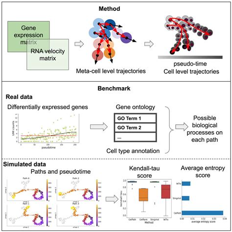 inference of high resolution trajectories in single cell rna seq data by using rna velocity