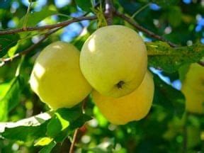 Eclaircissage Mode D Emploi Arbre Fruitier Pommier Arbuste Fruitier