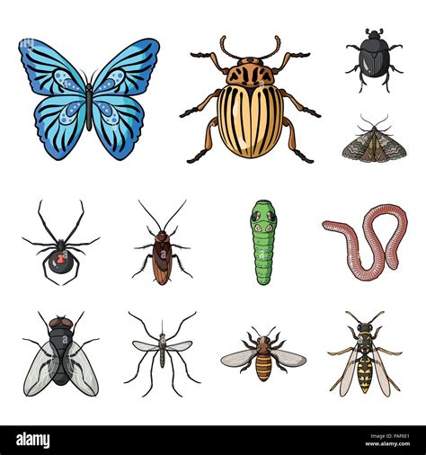 Different Kinds Of Insects Cartoon Icons In Set Collection For Design