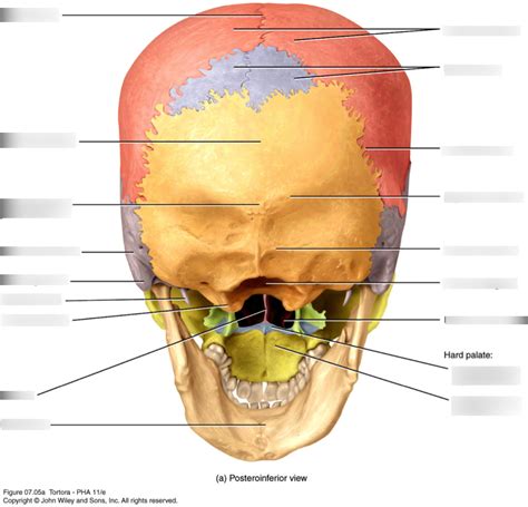 9 6 Posterior View Of Skull Diagram Quizlet
