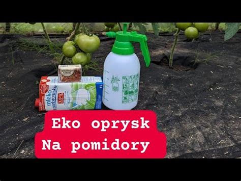 Oprysk z drożdży i mleka na pomidory ogórki 100 eko YouTube