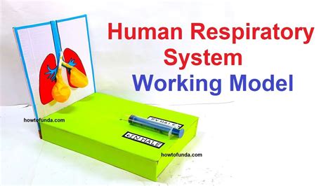 Human Respiratory System Working Model For School Science Project Diy
