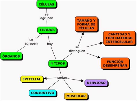 Tecidos Do Corpo Humano Mapa Mental REVOEDUCA
