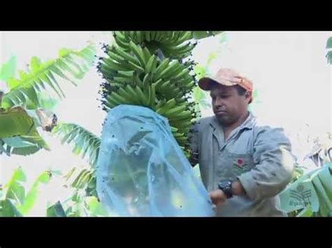 Ensacamento De Banana YouTube