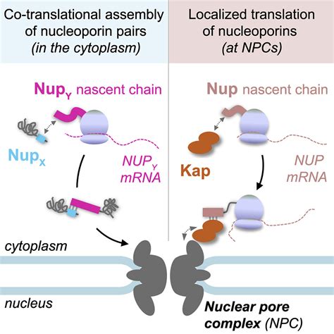 Co Translational Assembly And Localized Translation Of Nucleoporins In