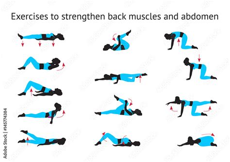 Exercises To Strengthen Back Muscles And Abdomen Stock Vector Adobe Stock