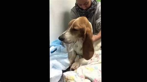 Hanna De Emergencia De Una A Otra Veterinaria Diarrea Con Sangre