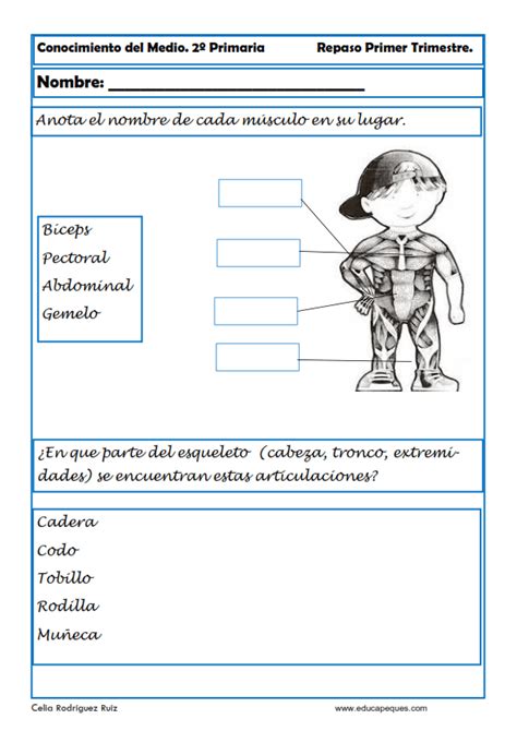 Ejercicios De Conocimiento Del Medio Para Segundo Primaria